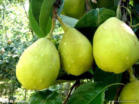 高清鸭梨图片摄影图 水果 生物世界 摄影图库 昵图网