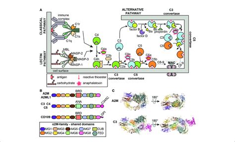 The Complement System And A2m A Overview Of The Classical Lectin Download Scientific