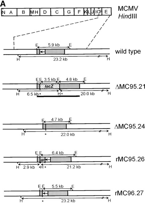 Characterization Of M152 Recombinant Viruses A Genome Structure Of Download Scientific