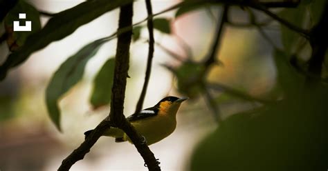 나뭇가지에 앉아 있는 노란색과 검은색 새 사진 Unsplash의 무료 나시크 이미지