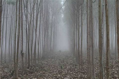 Why Visit Lambasingi Kashmir Of Andrapradesh In Winter Best Time Visit