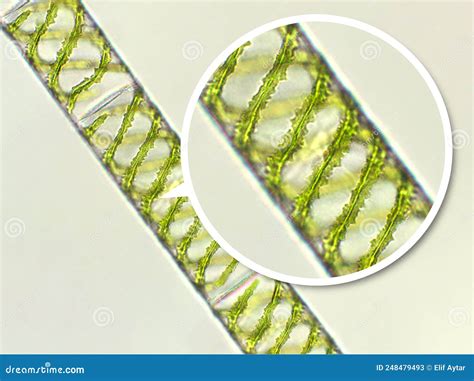 Spirogyra Sp Green Algae Under Microscopic View X40 Chlorophyta Stock Image Image Of