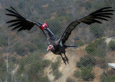 Los Angeles Zoo Has Record Breaking 2024 California Condor Breeding
