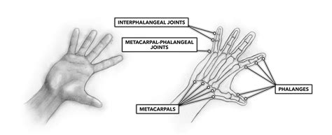 Metacarpophalangeal Joint Movement