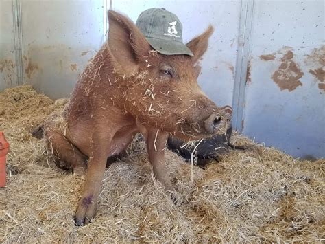 Alysoun Animal Place