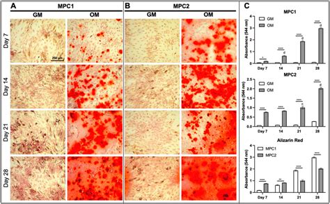 Time Course Of Osteogenic Mineralization For Mpc1 And Mpc2 Cells Mpc1