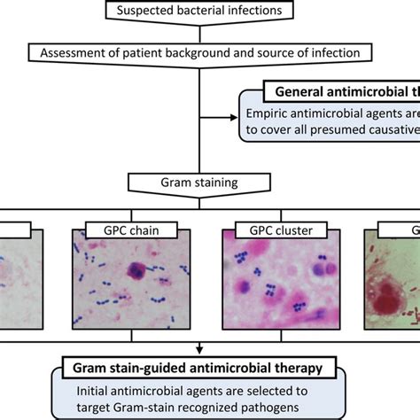 Differences Between Gram‐stain Guided Antimicrobial Therapy And General
