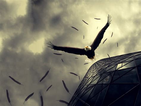 Tiere Adler Wallpaper