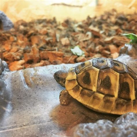 육지거북 키우기 환경구성 및 사육장 네이버 블로그