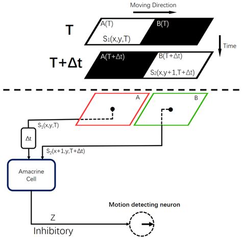 Structure Of Contrast Response System Download Scientific Diagram