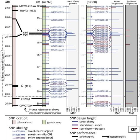 Workflow For SNP Detection Validation And Final Choice In Development Download Scientific