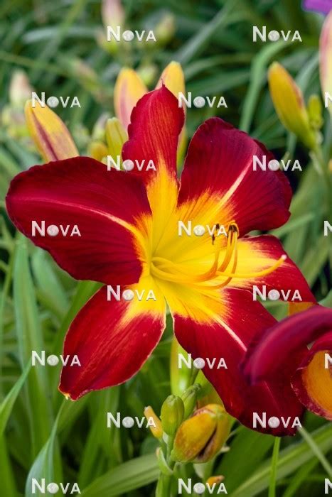 Hemerocallis Ruby Spider