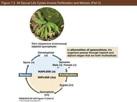 PPT The Cell Cycle And Cell Division PowerPoint Presentation Free Download ID