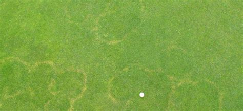 Waitea Patch Brown Patch Collier Turf Care