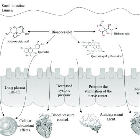 Potential Health Effects Of The Main Bioactive Compounds From The