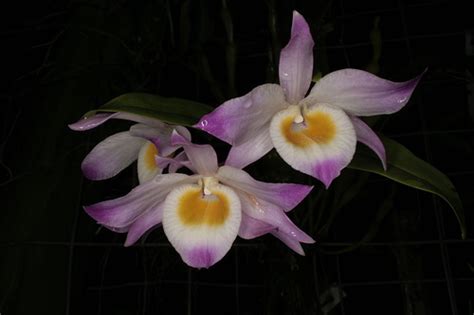 Dendrobium Findlayanum Orchids Wiki Fandom