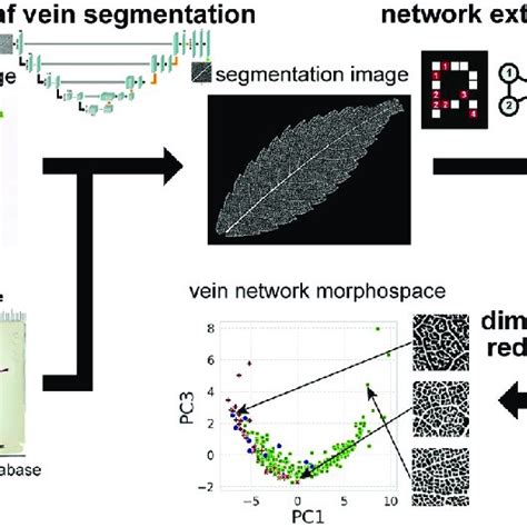 overview of the newly developed method for quantifying venation