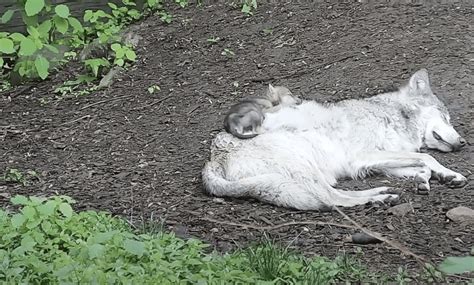 Adorable Endangered Wolf Siblings Cuddling Video Rendangeredspecies