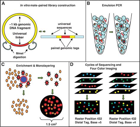 Next Generation Sequencing Ngs Definition Types