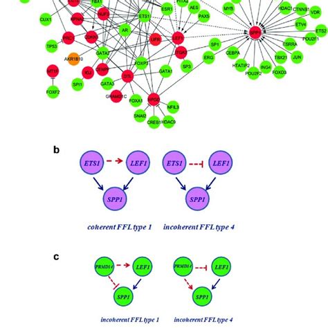 A The Constructed Tf Target Regulatory Network Of The 28 Identified