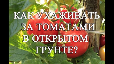 Как ухаживать за томатами 🍅 в открытом грунте Youtube