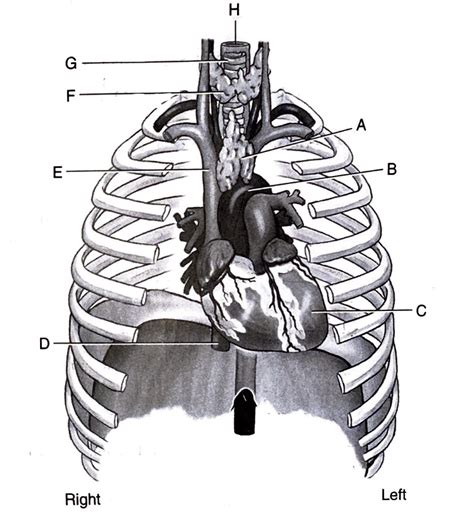 Structures Within Mediastinum Diagram Quizlet