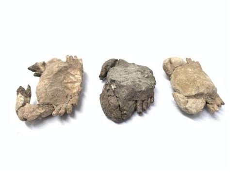 Crab Fossil 3 Specimen Fossils Crustaceans Jurassic Dinosaur