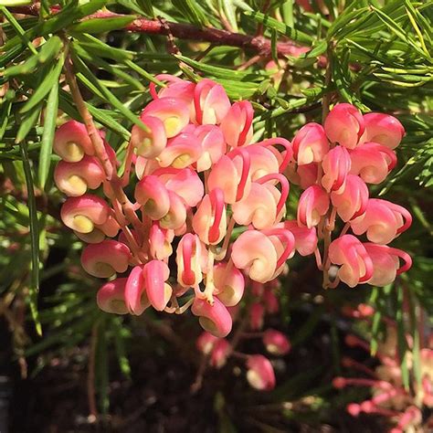 Grevillea Rosmarinifolia Rosemary Grevillea Nurseries Online