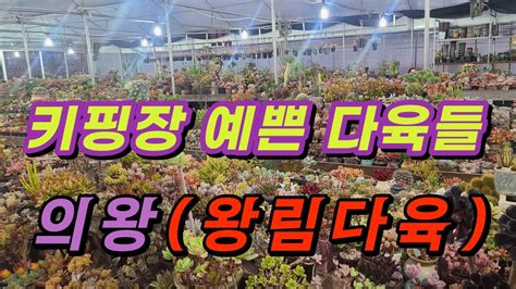 💖 키핑장 예쁜 다육이들 의왕 왕림다육💖👍🔔 Youtube