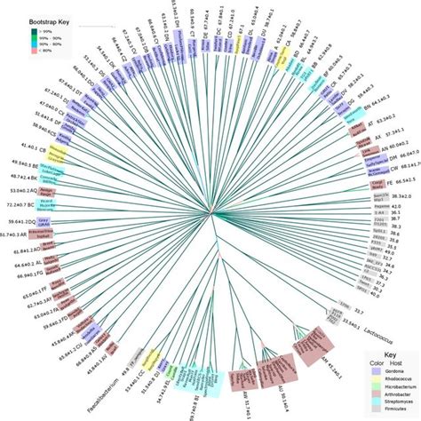 maximum likelihood tree for the large terminase subunit protein