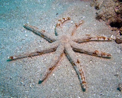 Luidia Sea Stars Luidiidae