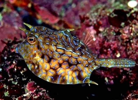 Crinoid Fossil Forest Revisited Artofit