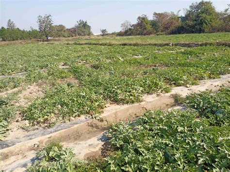 လှိုင်းဘွဲမြို့နယ်၌ ဒေသတွင်း စားသုံးမှု ပိုမိုများပြားသည့် ဂျပန်ဖရဲမျိုး ဒုံးကျည်သီး အား ပြည