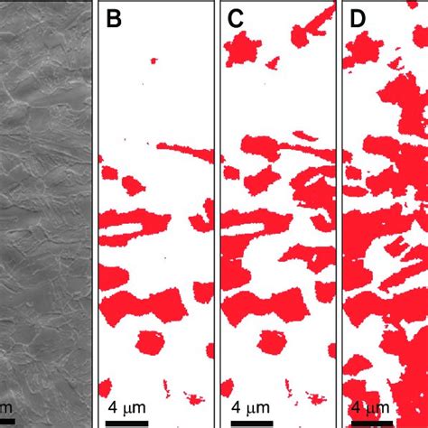 Scanning Electron Microscopy Micrograph Showing Microstructure Of Download Scientific Diagram