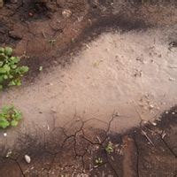 Fruit Trees That Like Wet Soil 2022 Guide