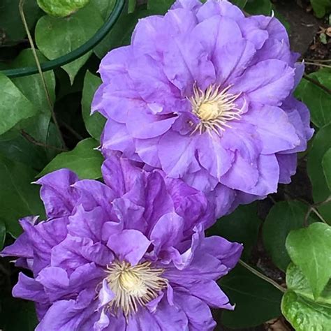 Hisa Hisa1586 • Threads Say More