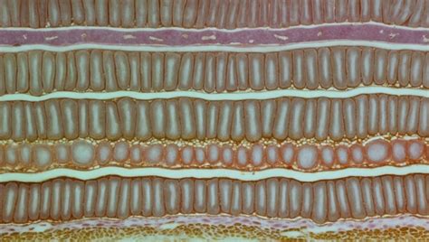 Skin Microscopic View Images Free Download On Freepik