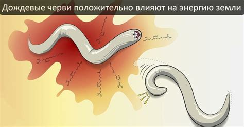 Что такое биогумус, откуда берется, в чем его польза - Диптера