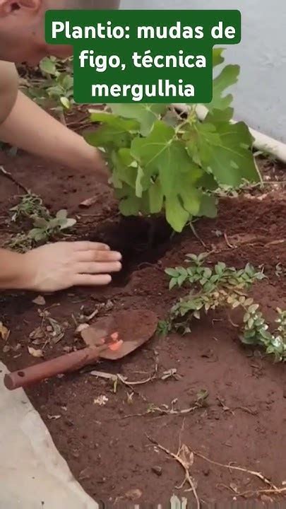 Plantio De Mudas De Figo Técnica Mergulhia Veja Vídeo Completo No