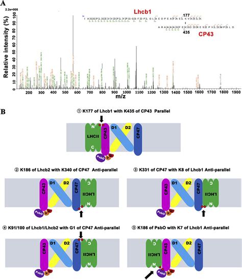 The Interacting Sites Between Lhcii And Cc In Lhcii Cc Proteoliposomes