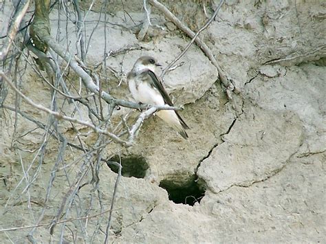 Fileriparia Riparia 2006 Ejdzej 1 Wikimedia Commons