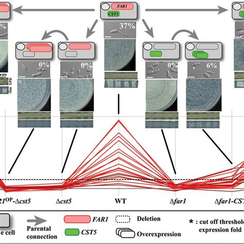 Phylogenetic Evolution Of Mating Scaffold Proteins In The Fungi A Download Scientific