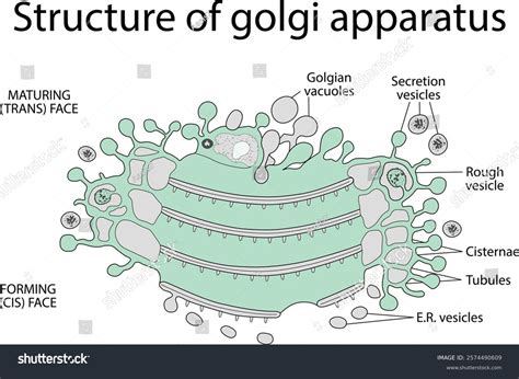 Microscopic Structure Golgi Apparatus Golgi Apparatus Stock Vector