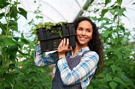 농업 정원 및 지속 가능한 채소 식물 및 환경 친화적 인 온실 농업의 컨테이너 상자를 들고있는 여성 행복한 농업 사업가 수확