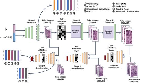The Architecture Of A 3 Stage Histogan For Cervical Epithelium
