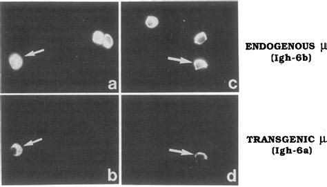 Figure 2 From Rearrangement And Expression Of Endogenous Immunoglobulin Genes Occur In Many
