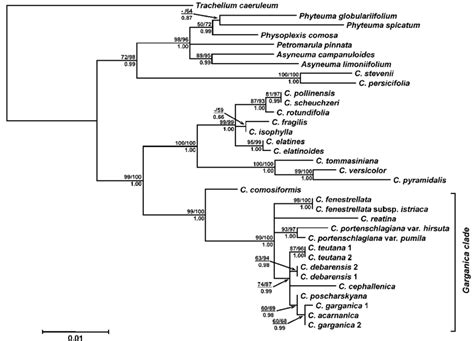 maximum likelihood tree based on trnl f data values above branches are