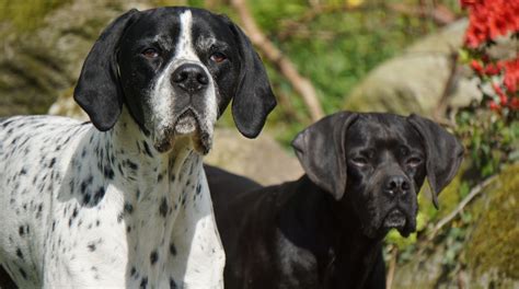 Home Pointers In Need English Pointer Rescue And Rehoming