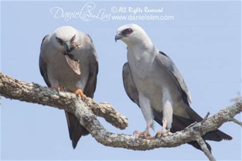 Mississippi Kite Nature Wildlife Macro And Bird Photography By Daniel S Lim
