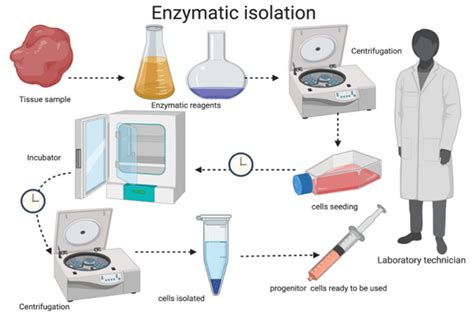 Workflow Of The Enzymatic Process With Several Passages Requiring A Download Scientific Diagram